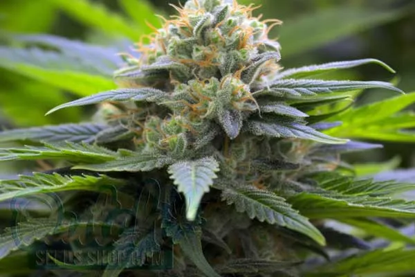 Buy Blue Cream Cheese Autoflower Seeds Online - DSS