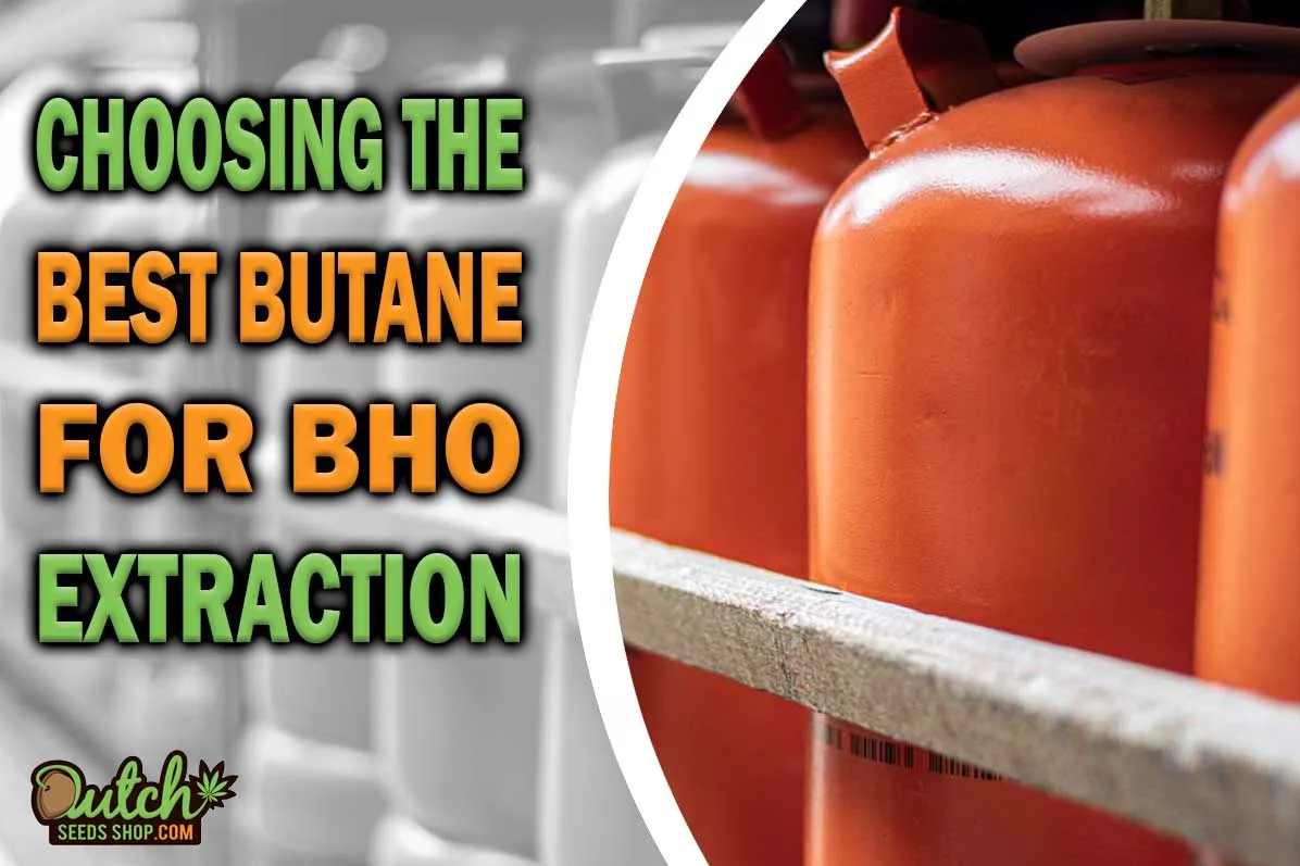 Choosing the Best Butane for BHO Extraction - DSS