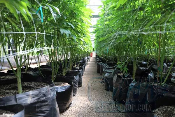 How To: Growing Autoflowering Seeds Outdoors - DSS