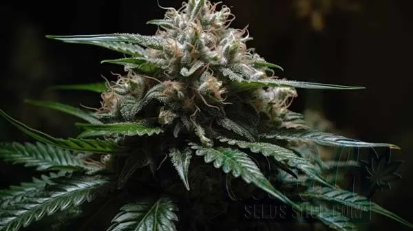 Badazz Rolex Marijuana Strain Information and Review - DSS