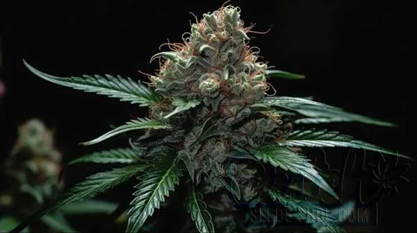 Alaskan Thunder Fuck Marijuana Strain Info and Review - DSS