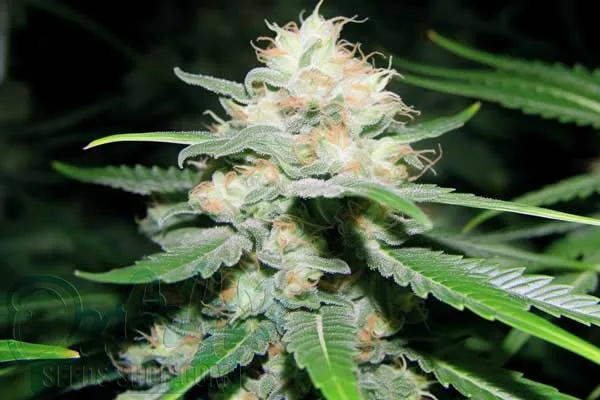 Buy White Widow Feminized Cannabis Seeds For Sale - DSS