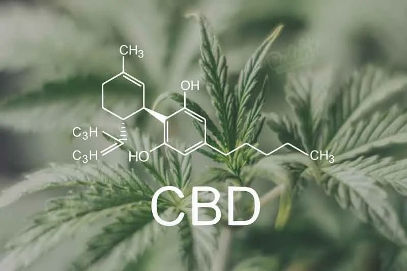 Growing CBD Plants Indoors: A Cautionary Tale - DSS