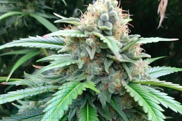 Buy Northstar Feminized Cannabis Seeds For Sale Online - DSS