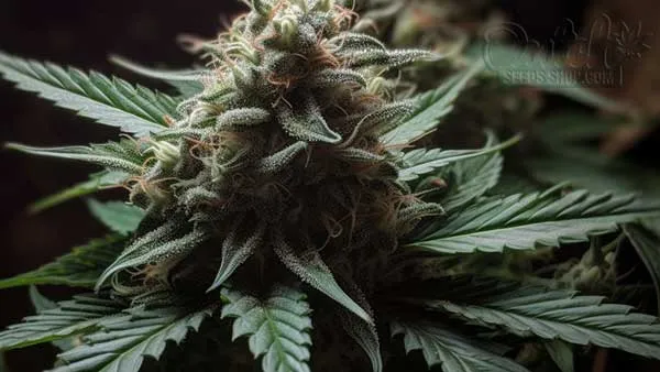 Banana Kush Marijuana Strain Information and Review - DSS