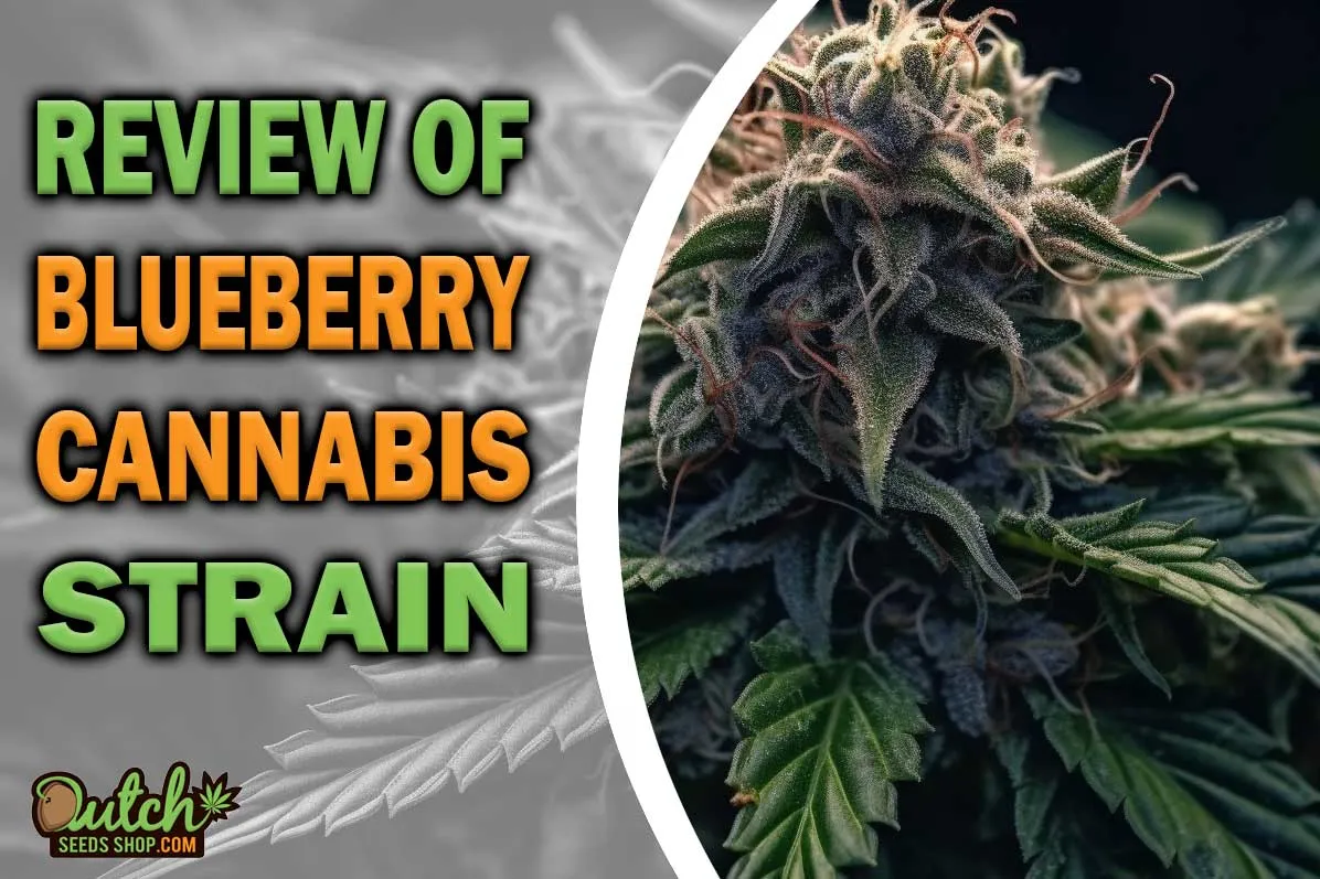Blueberry Marijuana Strain Information and Review - DSS