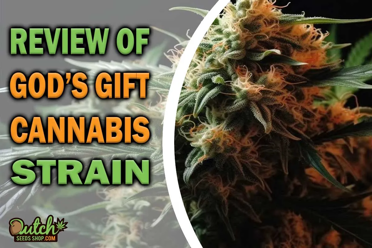 God's Gift Marijuana Strain Information and Review - DSS