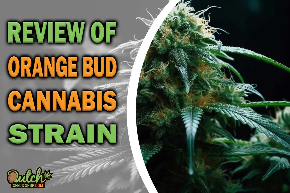 Orange Bud Marijuana Strain Information and Review - DSS