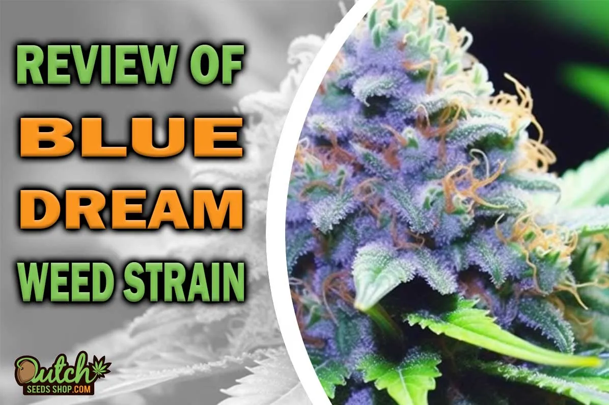 Blue Dream Marijuana Strain Information and Review - DSS