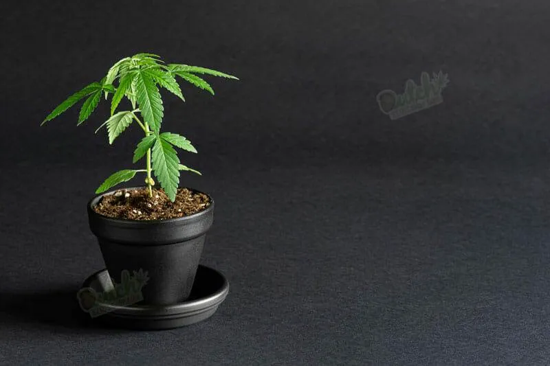 Buy Sour Diesel Autoflower Cannabis Seeds Online - DSS