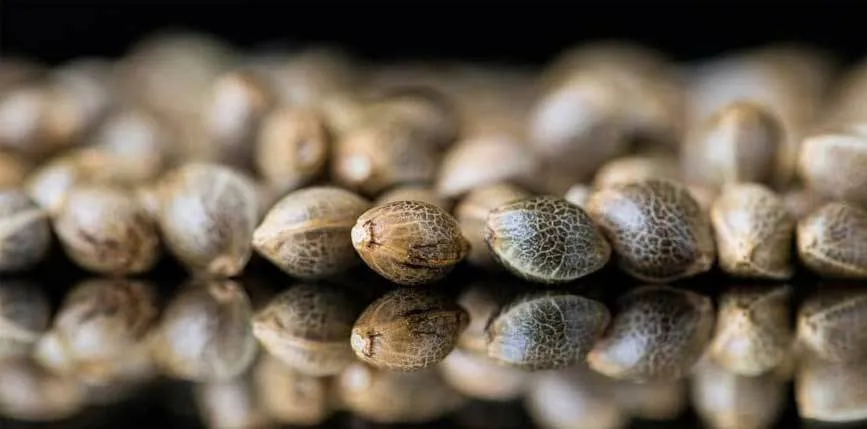 Autoflower vs Feminized Cannabis - Seeds Differences - DSS