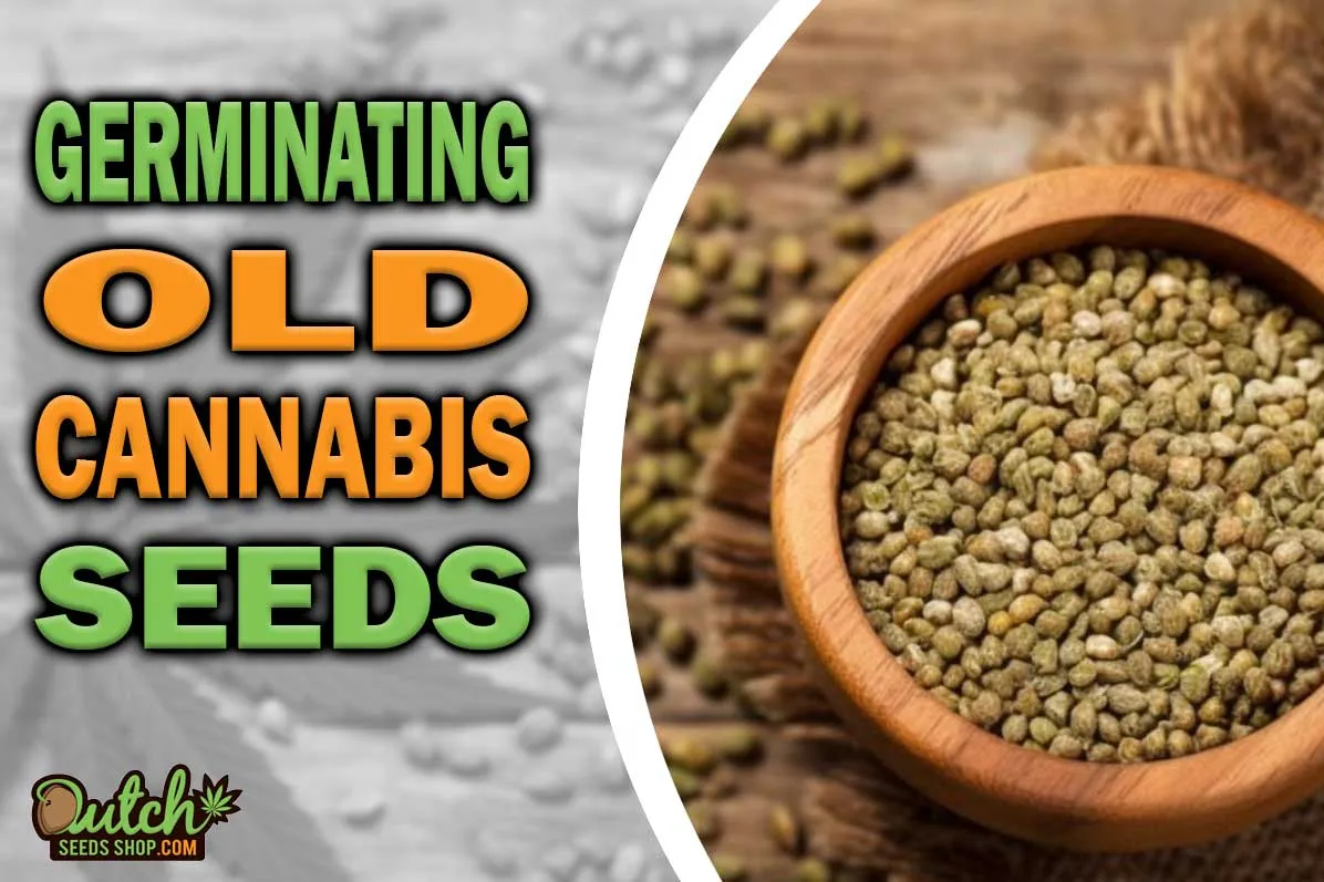 Germinating Old Cannabis Seeds Dss