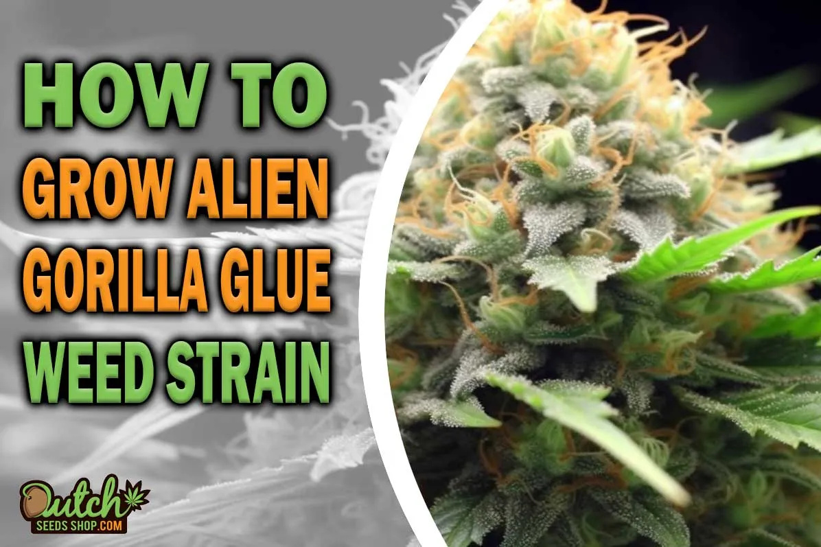 How to Grow Alien Gorilla Glue Strain - DSS