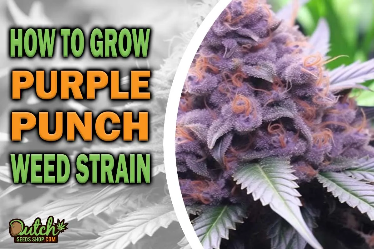 How to Grow Purple Punch Strain - DSS