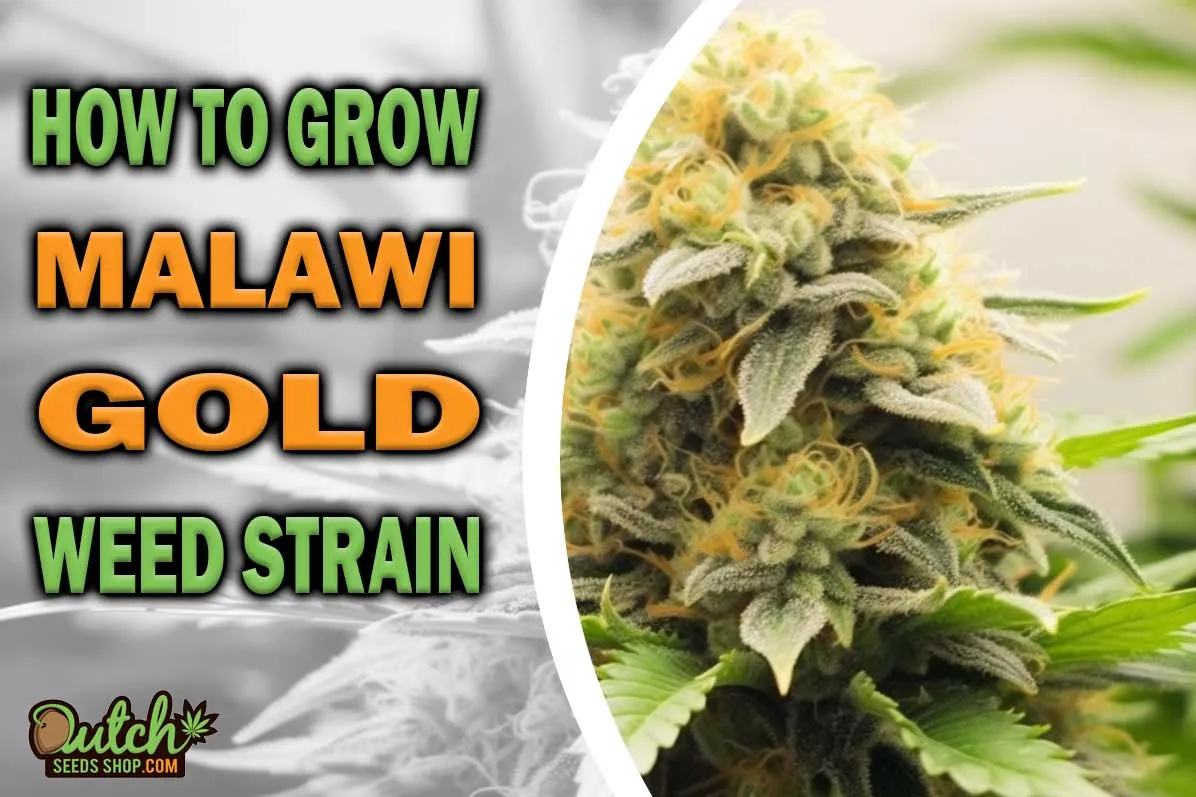 How to Grow Malawi Gold Strain - DSS