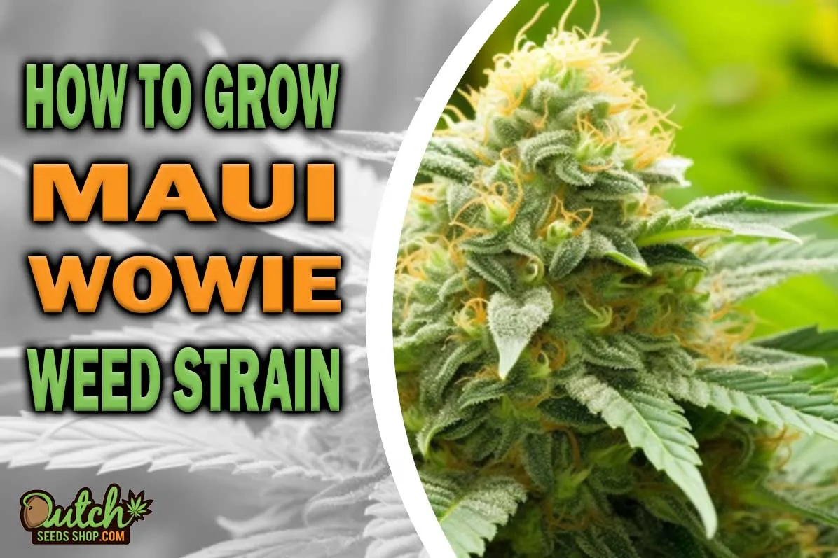 How to Grow Maui Wowie Strain - DSS