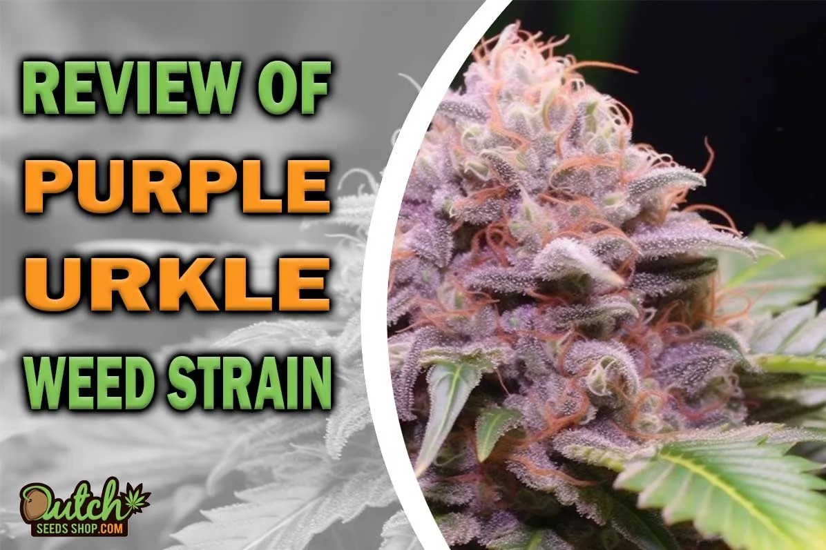 Purple Urkle Marijuana Strain Information and Review - DSS