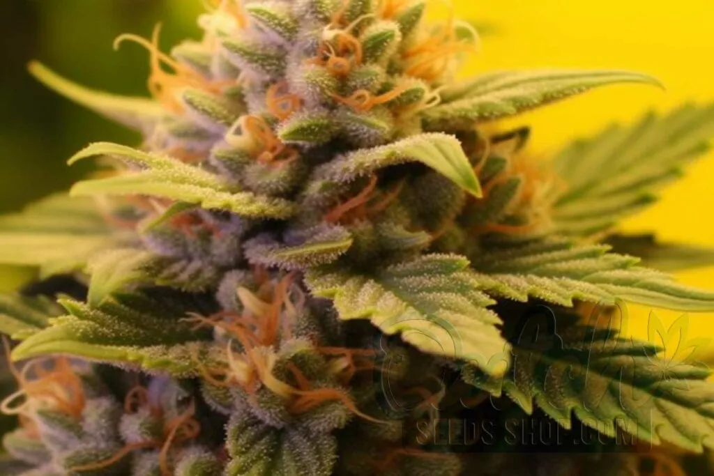 Acapulco Gold Marijuana Strain Information and Review - DSS