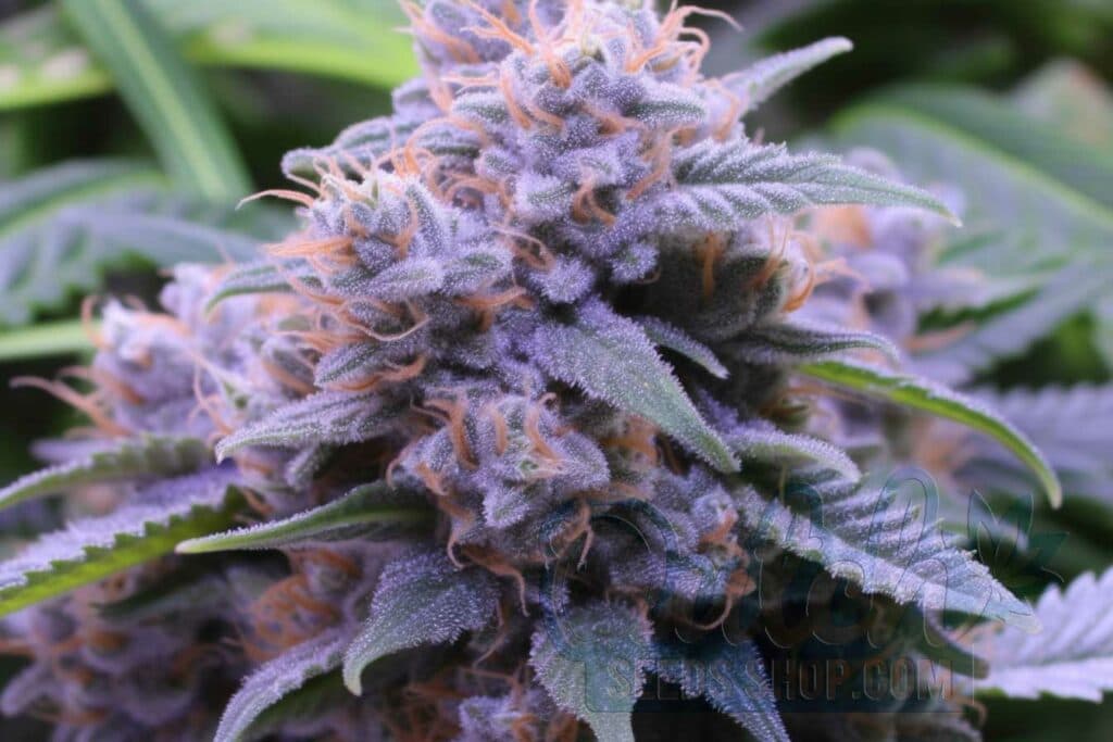 Do Si Dos Marijuana Strain Information and Review - DSS