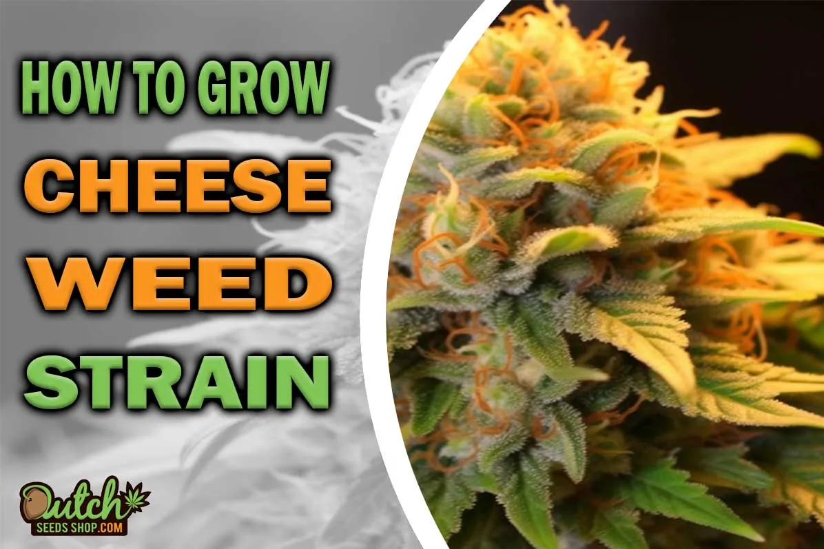 How to Grow Cheese Strain - DSS