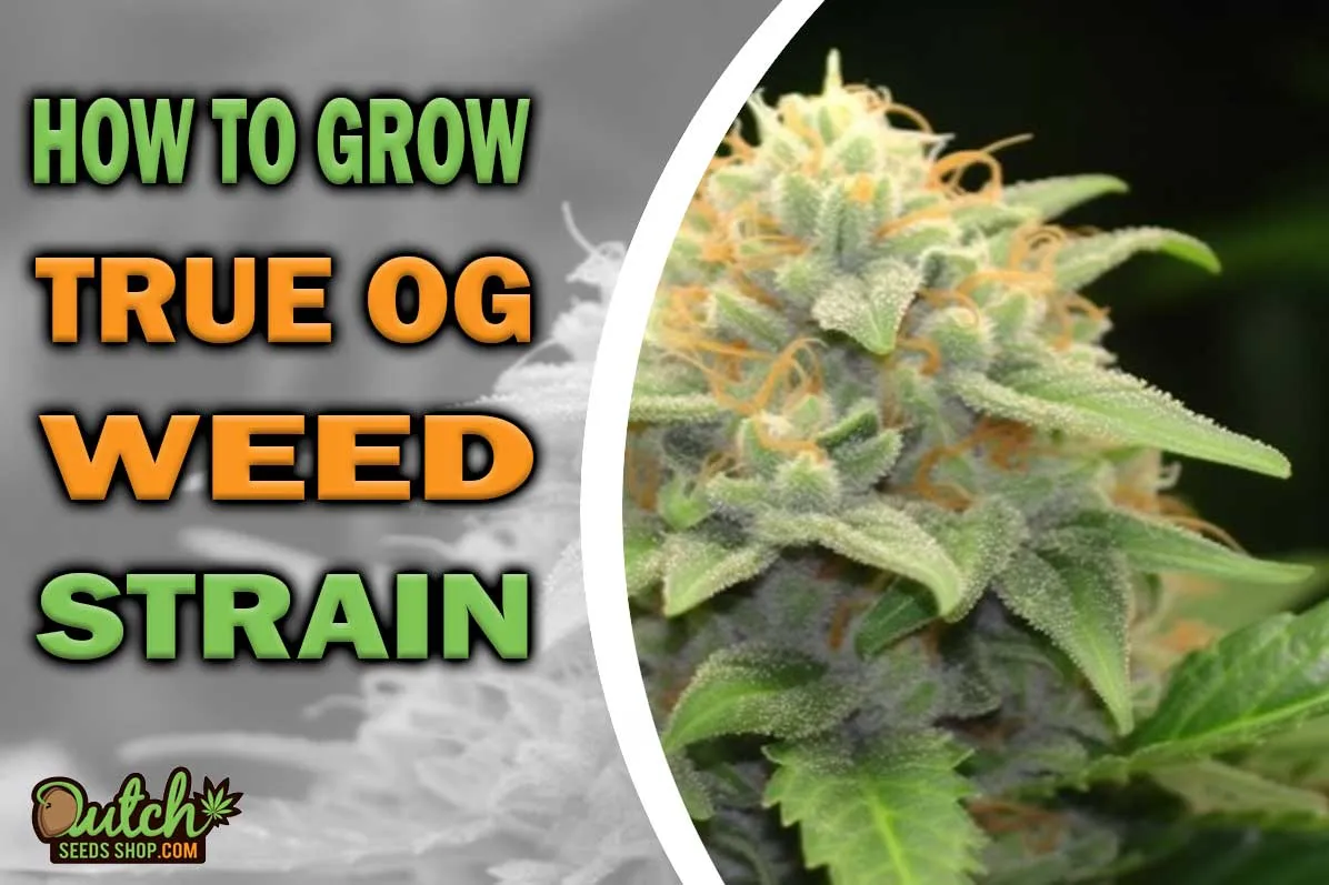 How to Grow True OG Strain - DSS