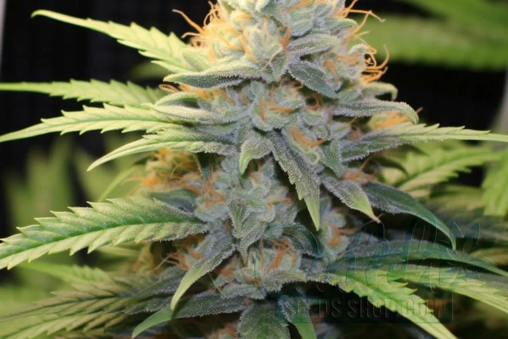 Pure Power Plant Marijuana Strain Info and Review - DSS