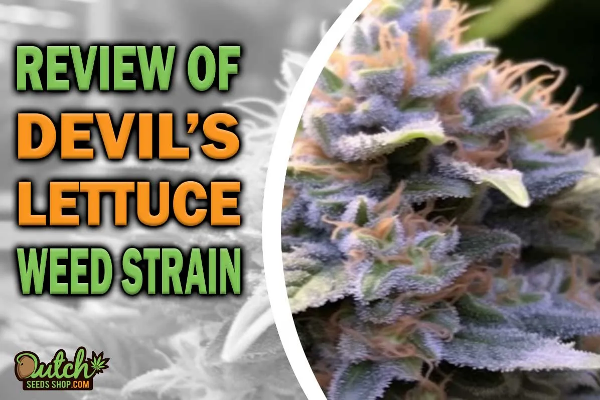 Devil’s Lettuce Marijuana Strain Info and Review - DSS