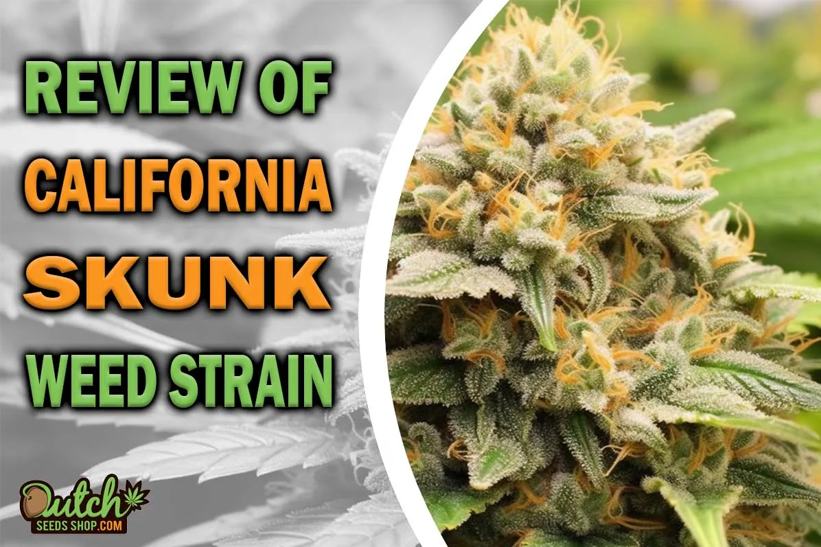 California Skunk Marijuana Strain Info and Review - DSS
