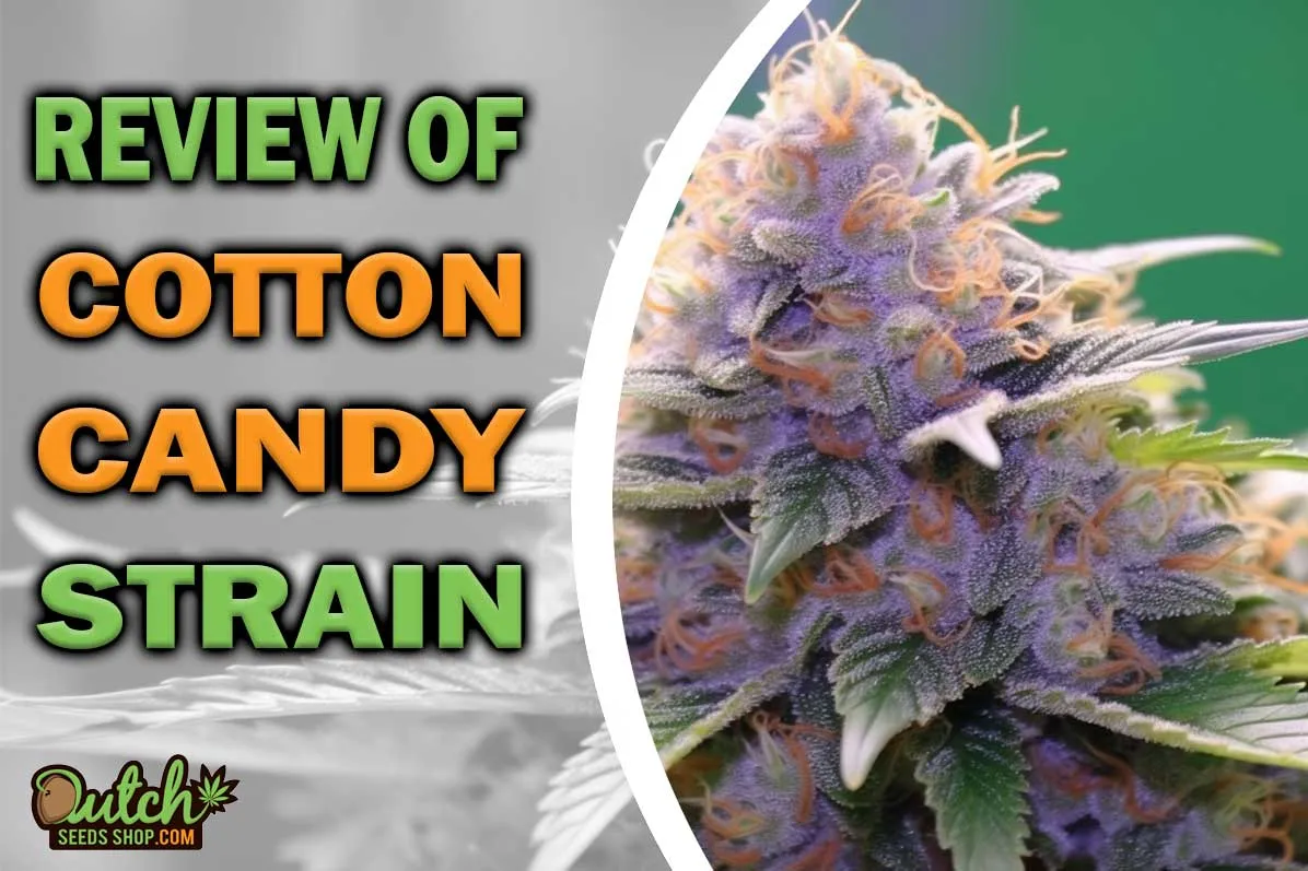 Cotton Candy Marijuana Strain Information and Review - DSS