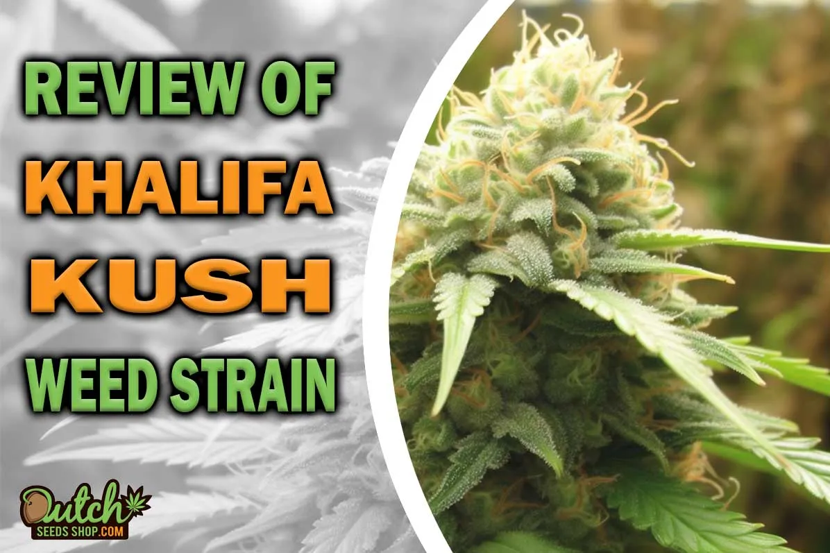 Khalifa Kush Marijuana Strain Information and Review - DSS