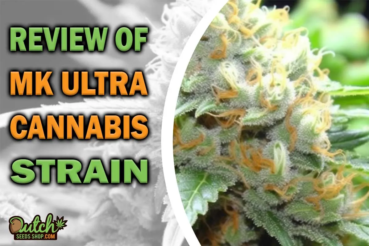 MK Ultra Marijuana Strain Information and Review - DSS