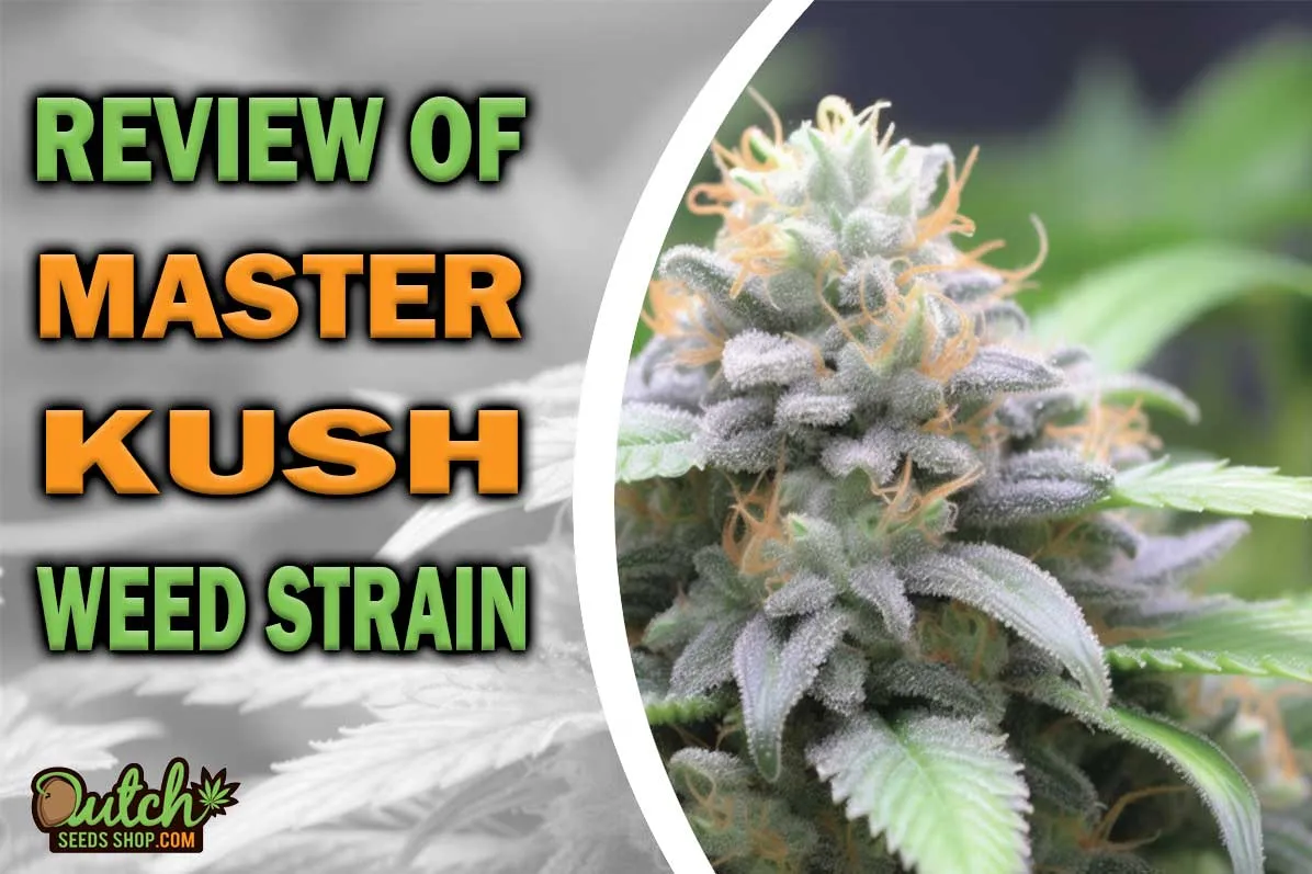 Master Kush Marijuana Strain Information and Review - DSS