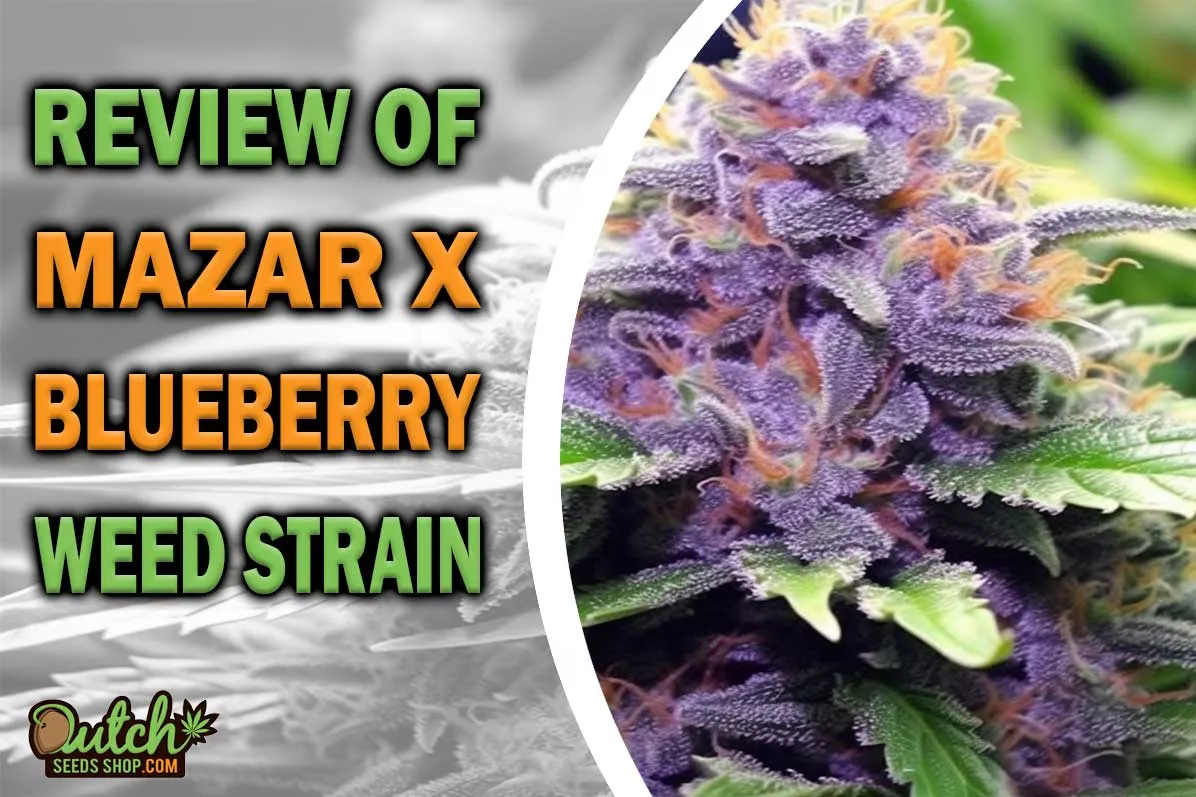 Mazar x Blueberry Marijuana Strain Info and Review - DSS