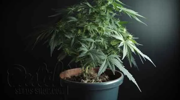 Guide to 6-Week-Old Autoflower Cannabis Plants – Dutch Seeds Shop