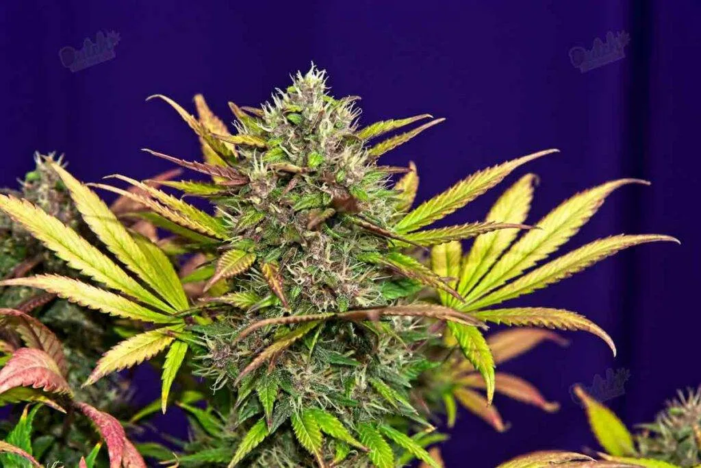 How Much Can Autoflower Yield Average Per Plant - DSS
