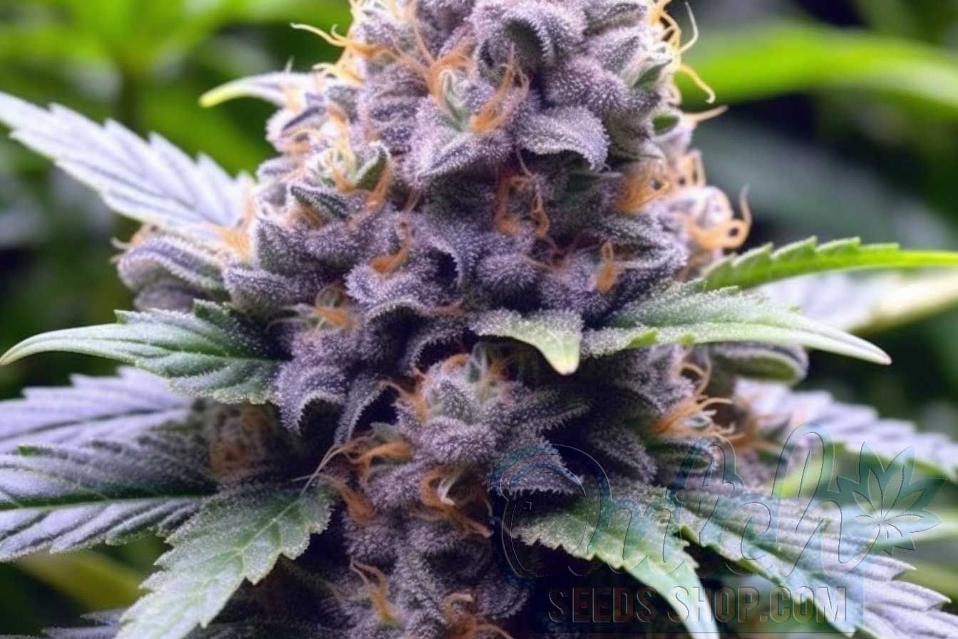White Rhino Marijuana Strain Information and Review - DSS