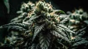 Chimera #3 Marijuana Strain Information and Review - DSS