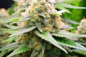 Alien OG Marijuana Strain Information and Review - DSS