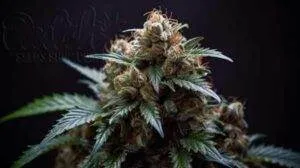 Strains from the 80s: Exploring Cannabis Heritage - DSS