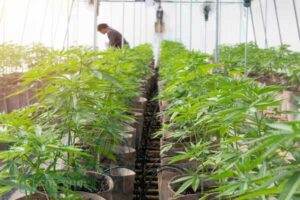 Masterblend Feeding Chart – Dutch Seeds Shop