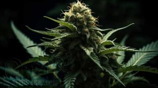 Jamaican Red Hair Marijuana Strain Info and Review - DSS