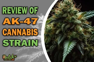 AK-47 Marijuana Strain Information and Review - DSS
