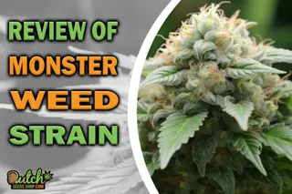 Strains - Dutch Seeds Shop