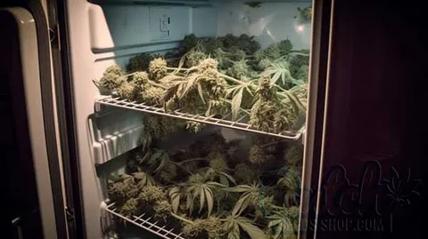 Lotus Drying Method: Revolutionary Approach to Drying Weed