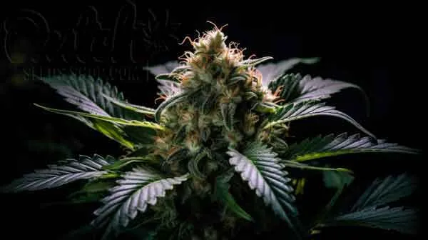 Candyland Marijuana Strain Information and Review - DSS