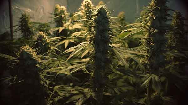 Unveiling the Simplicity of the Jack’s 321 Feed Chart – Dutch Seeds Shop