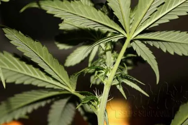 First Signs of Flowering: Pre-flowering Stage Meaning - DSS
