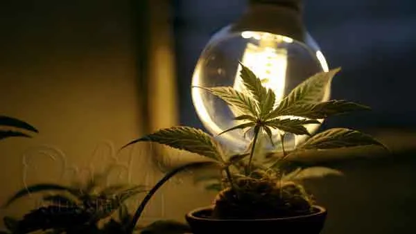 First Signs of Flowering: Pre-flowering Stage Meaning - DSS