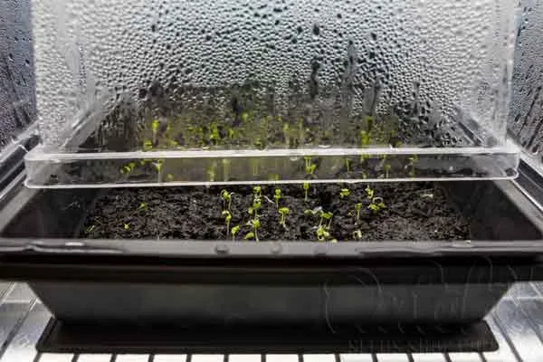 How Long to Keep Seedlings in a Humidity Dome – Dutch Seeds Shop