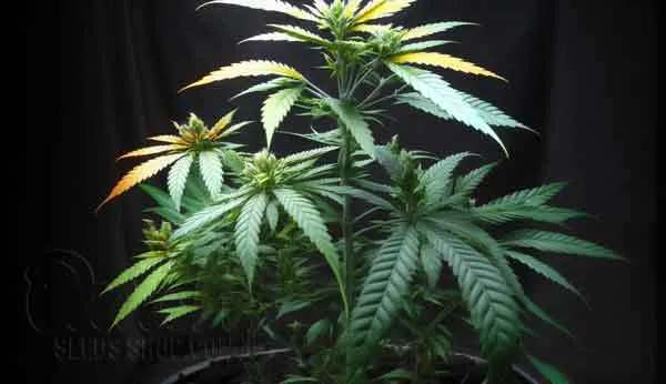 First Signs of Flowering: Pre-flowering Stage Meaning - DSS